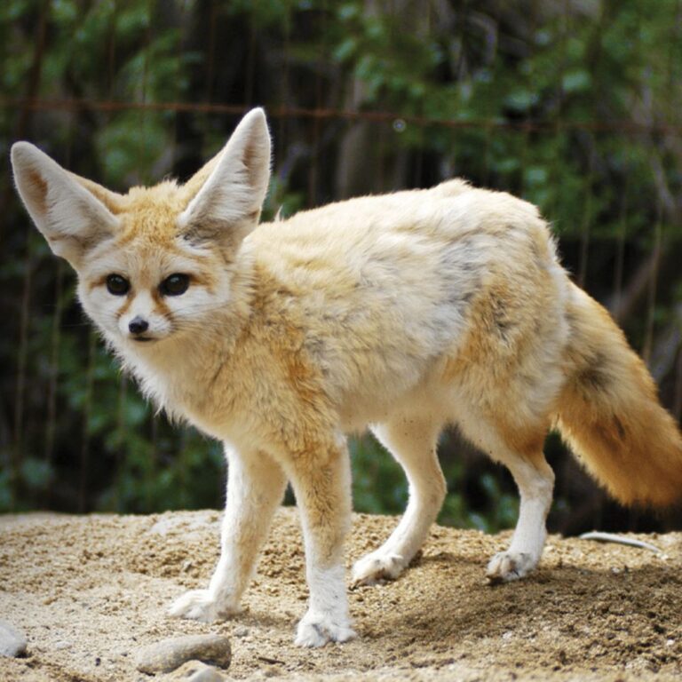 Fennec Fox – Cuddling Corner